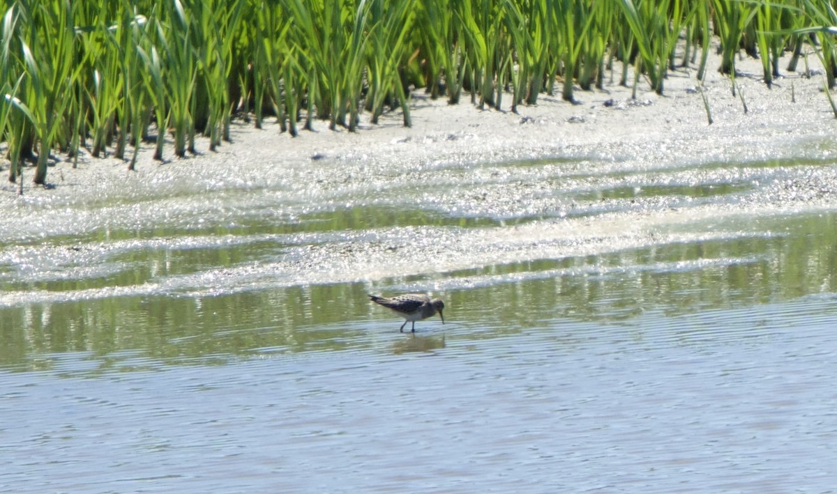 eBird Checklist - 15 Jul 2025 - Reifel Bird Sanctuary - 8 species