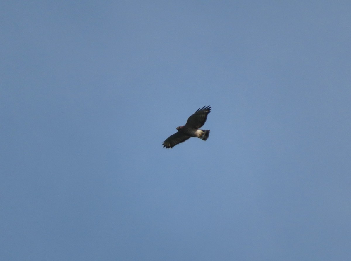 eBird Checklist - 15 Jul 2025 - Route Collin, Cap-Saint-Ignace - 44 species