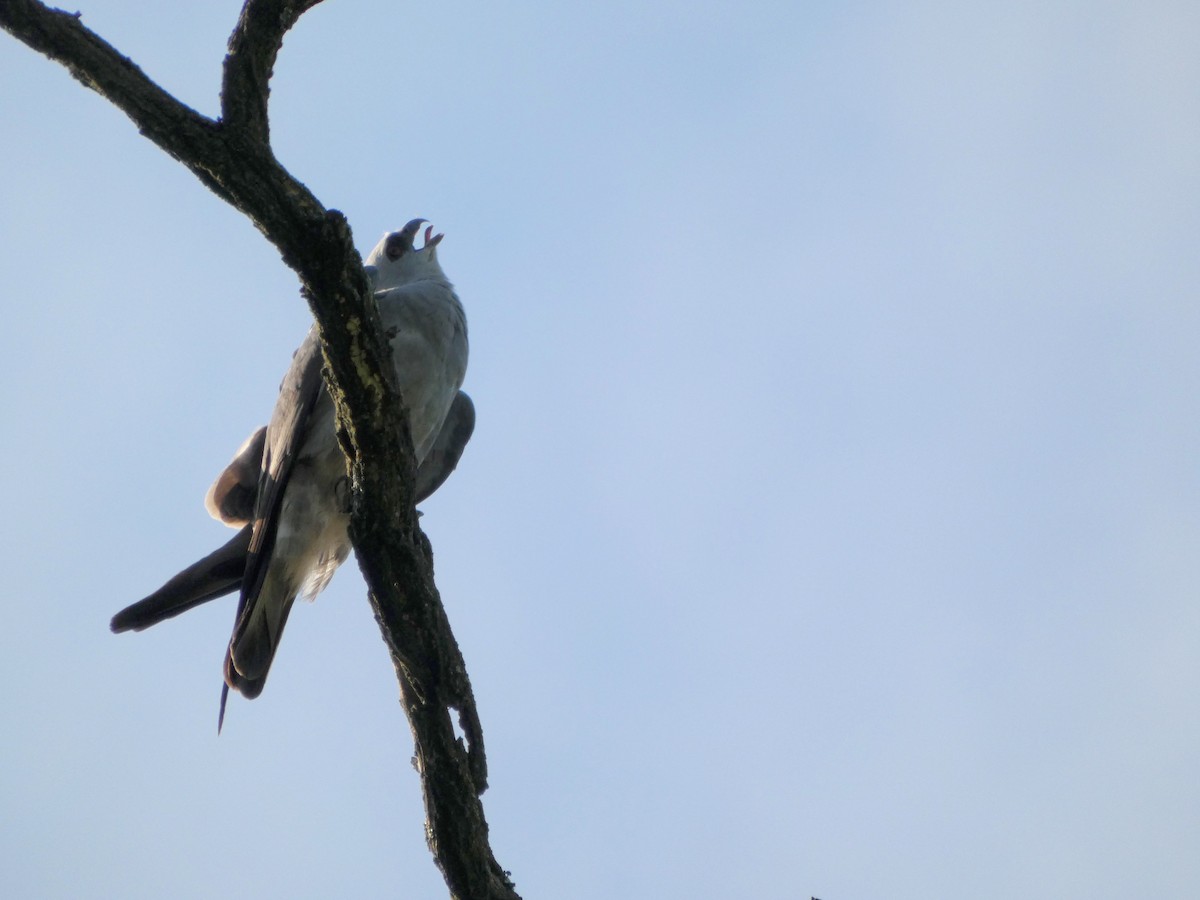 eBird Checklist - 15 Jul 2025 - Welsh Park, Rockville - 1 species