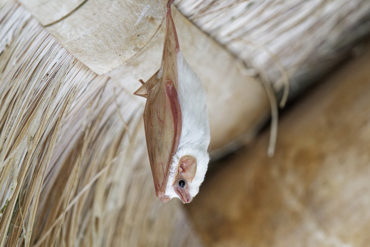 ML638973009 - Northern Ghost Bat - Macaulay Library