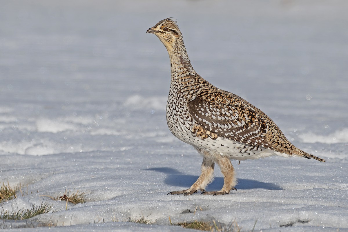 ML638979068 - Sharp-tailed Grouse - Macaulay Library