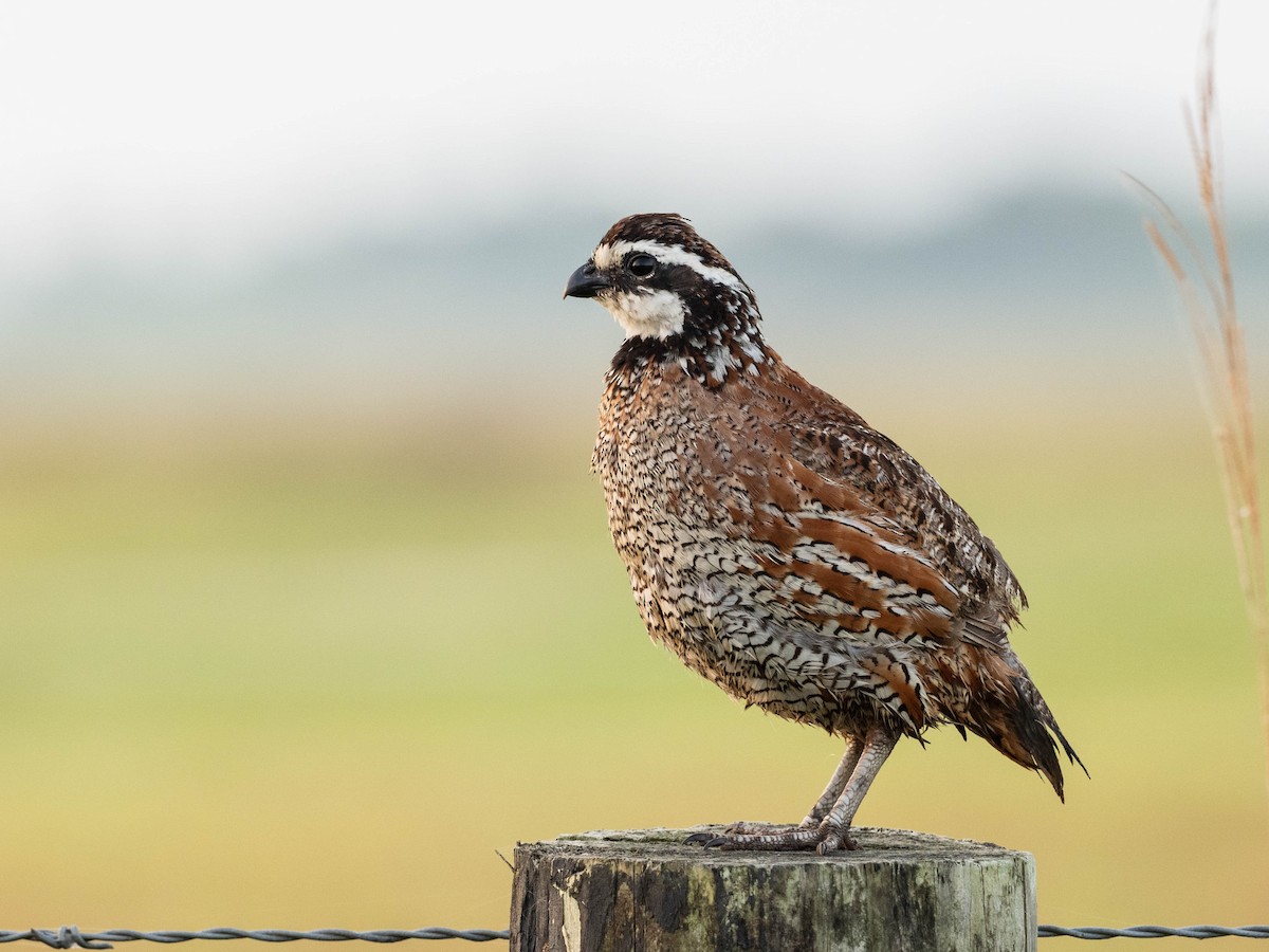 ML638981603 - Northern Bobwhite - Macaulay Library