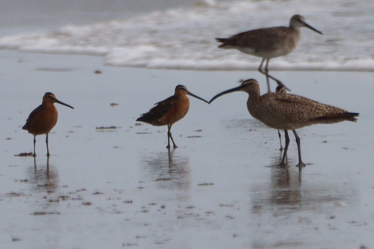eBird Checklist - 16 Jul 2025 - **Back Bay NWR - 53 species (+4 other taxa)