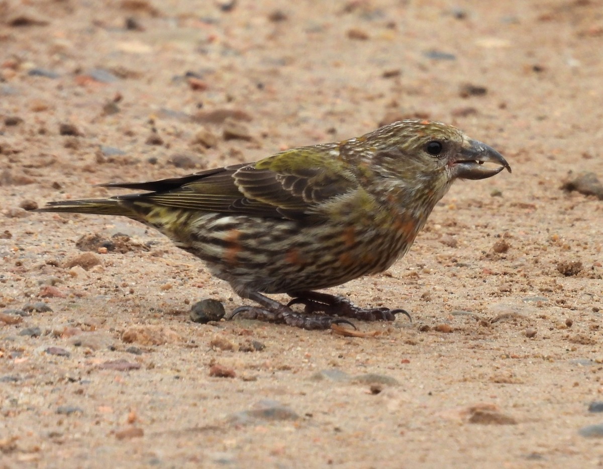 eBird Checklist - 16 Jul 2025 - Story Fish Hatchery - 11 species