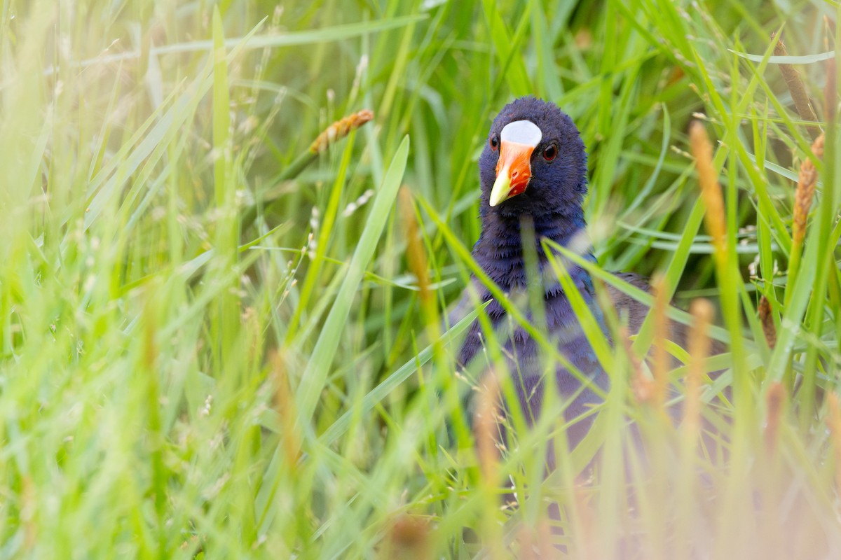 eBird Checklist - 16 Jul 2025 - Roosevelt Wetland - 27 species