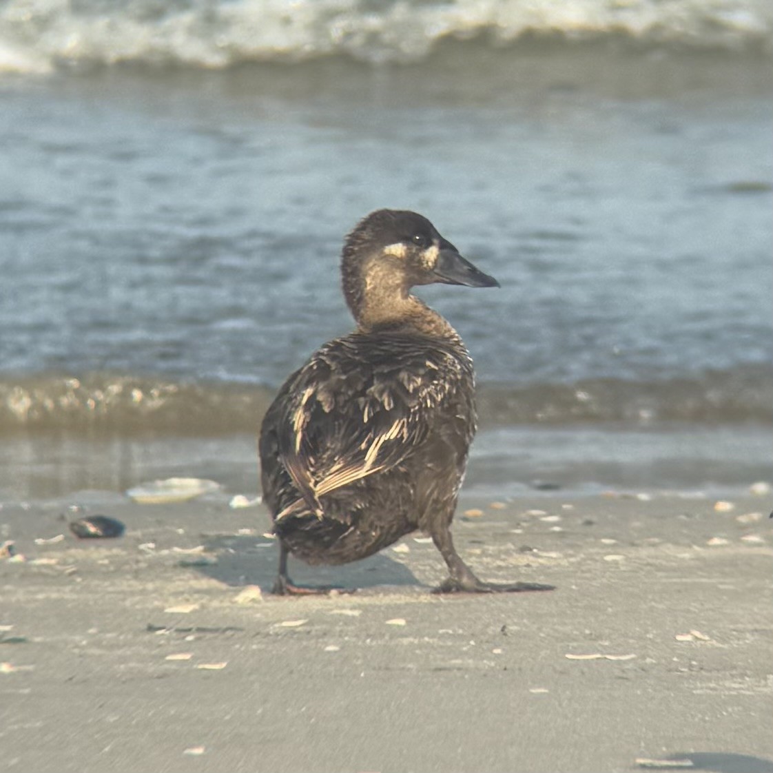 eBird Checklist - 16 Jul 2025 - Breezy Point Tip - 46 species (+1 other ...
