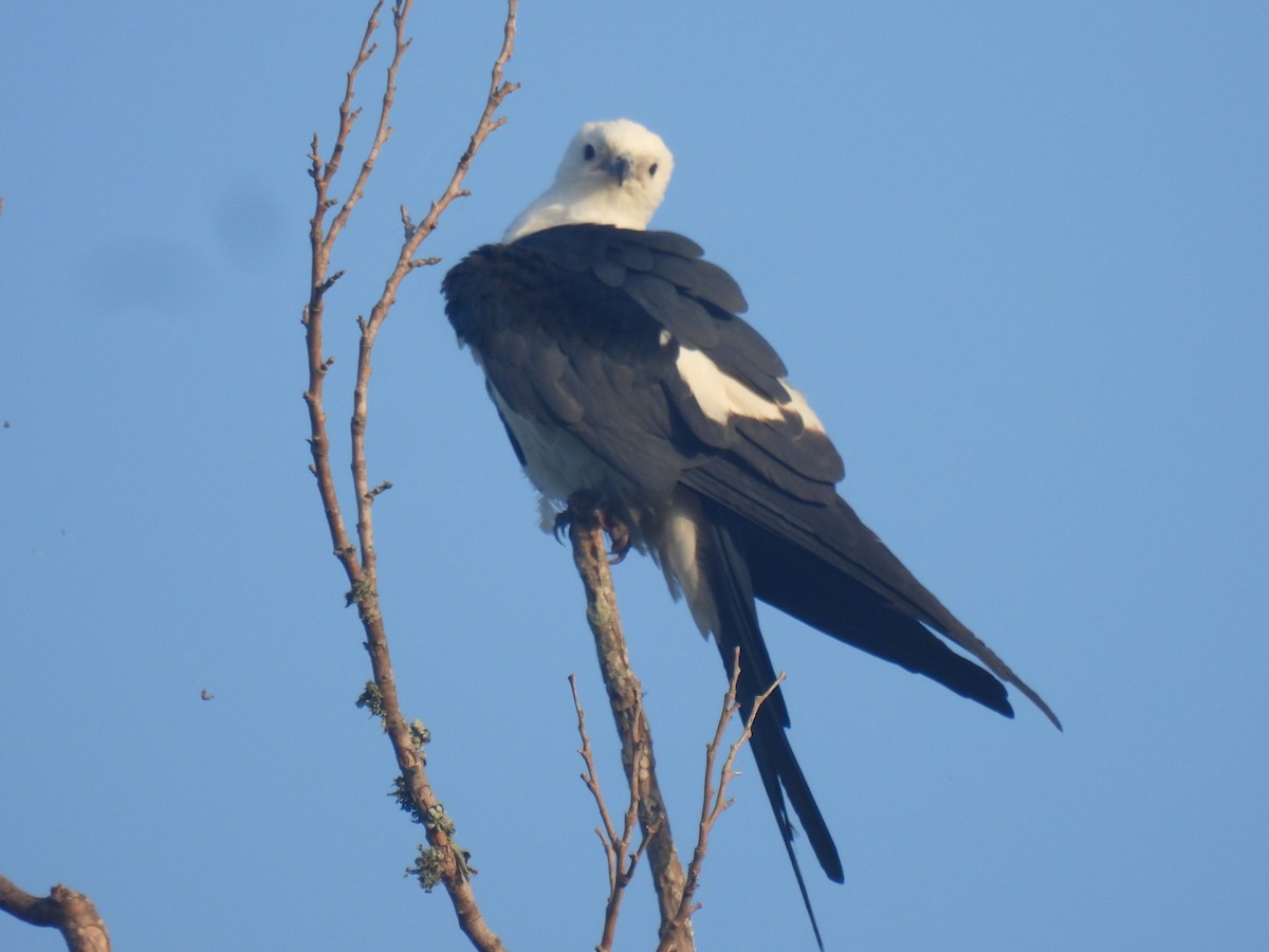 eBird Checklist - 16 Jul 2025 - Exploration Green--Phase 4 (S. of ...