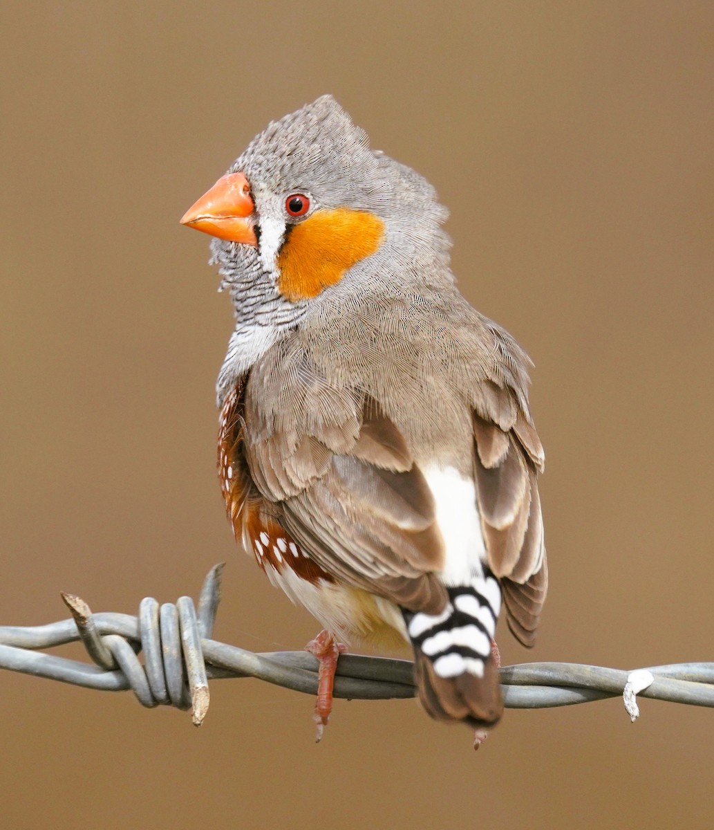 eBird Checklist - 15 Jul 2025 - Devon Park Boundary Rd, Oakey - 18 species