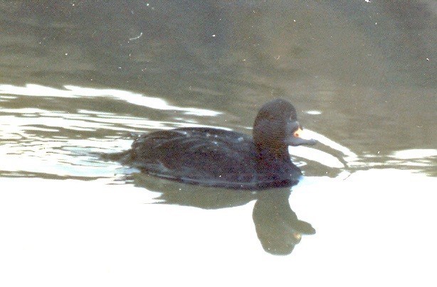 eBird Checklist - 4 Apr 1984 - Seven Arches, Stoke-on-Trent - 36 species