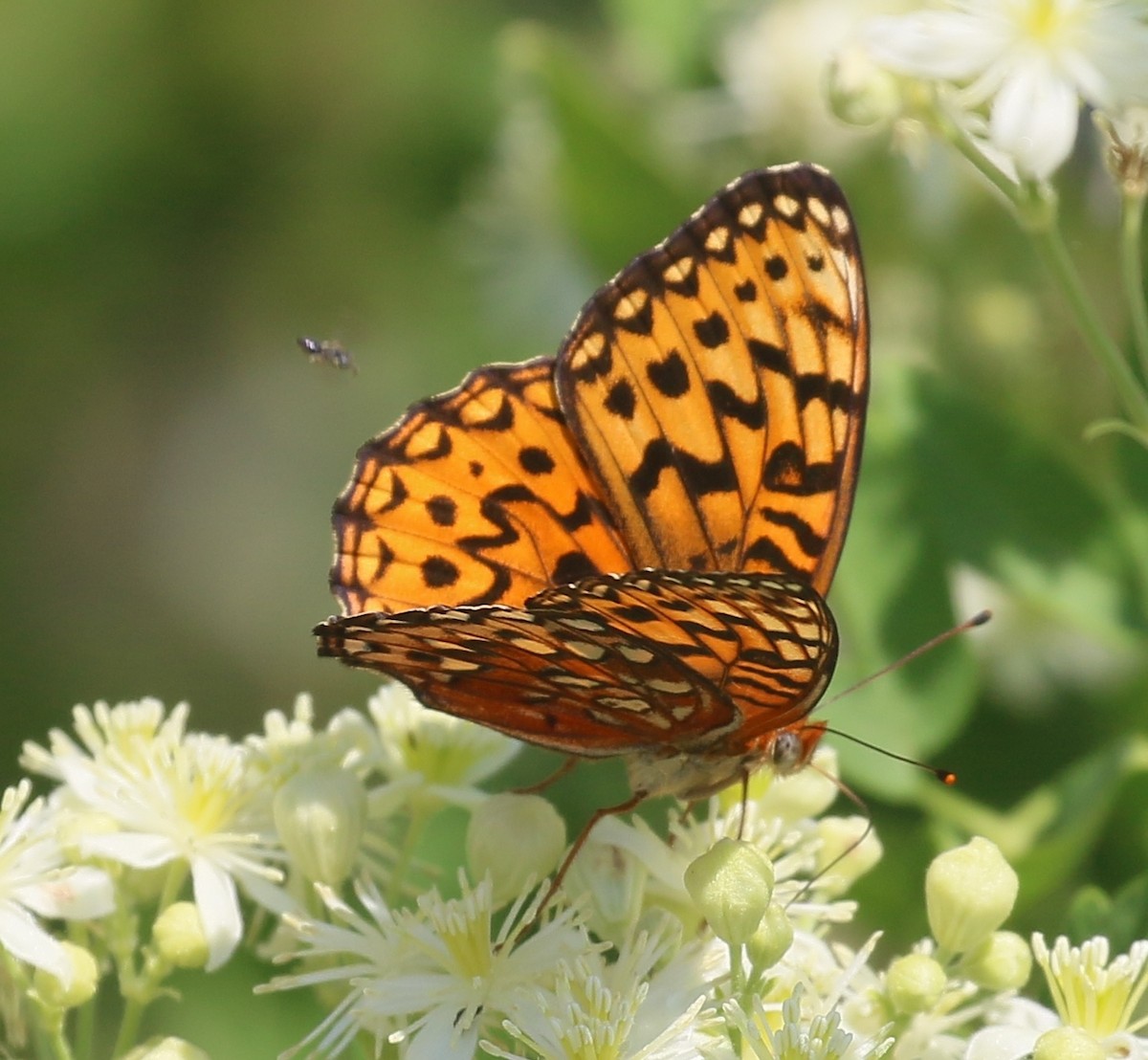 ML639021887 - Hydaspe Fritillary - Macaulay Library