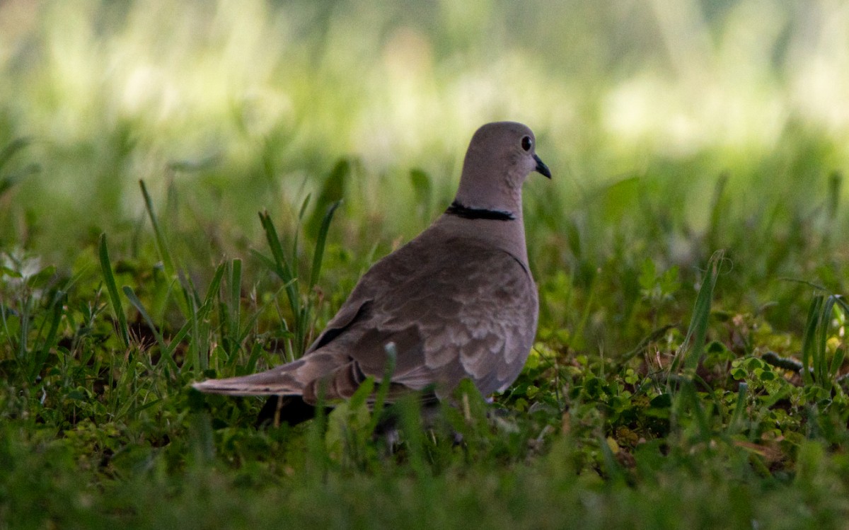 eBird Checklist - 17 Jul 2025 - 6188–6272 Middle Rd, Sodus US-NY 43. ...