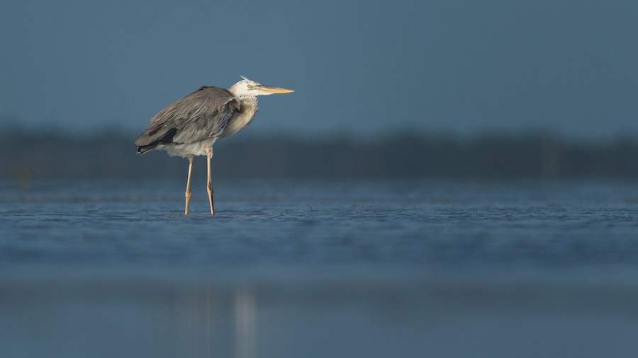 Great Blue Heron (Wurdemann's) - eBird