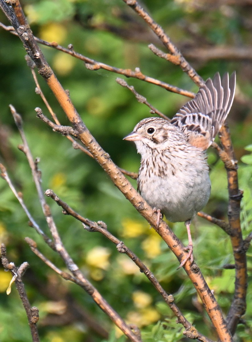 ML639037657 - Vesper Sparrow - Macaulay Library