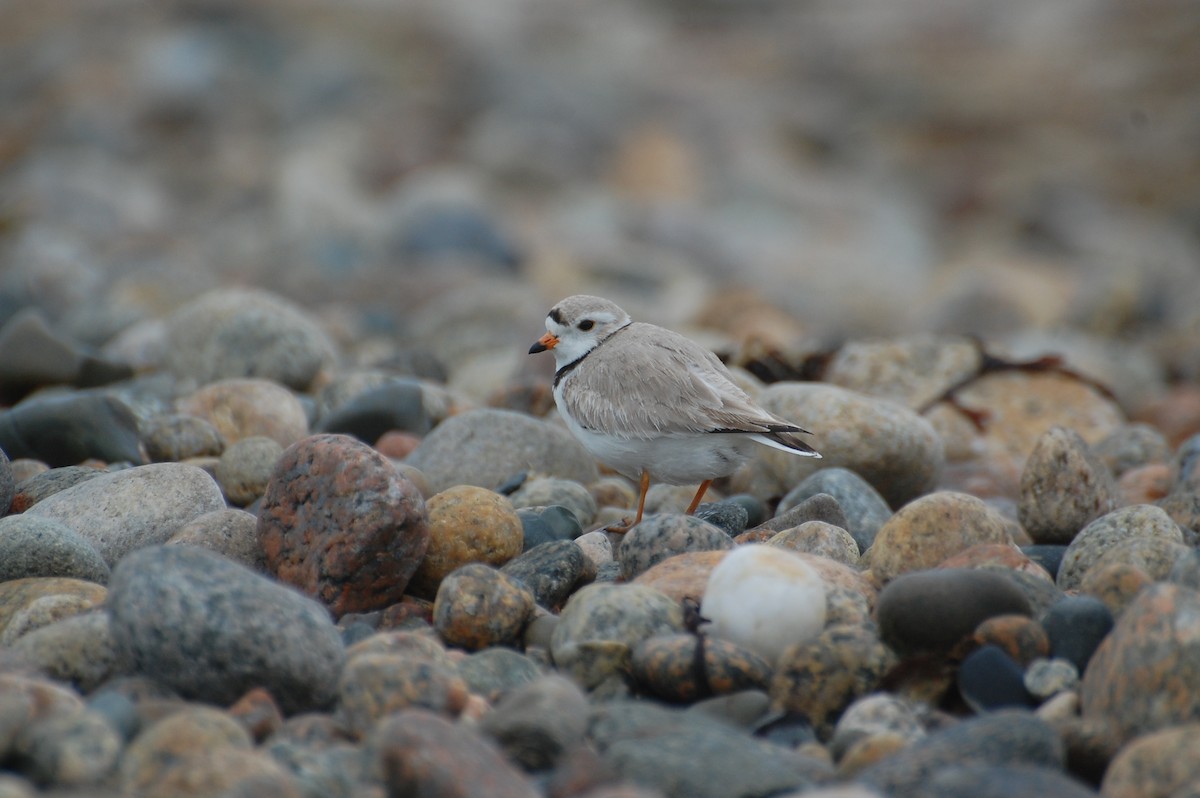 eBird Checklist - 23 Apr 2012 - Allens Pond Wildlife Sanctuary (Mass ...