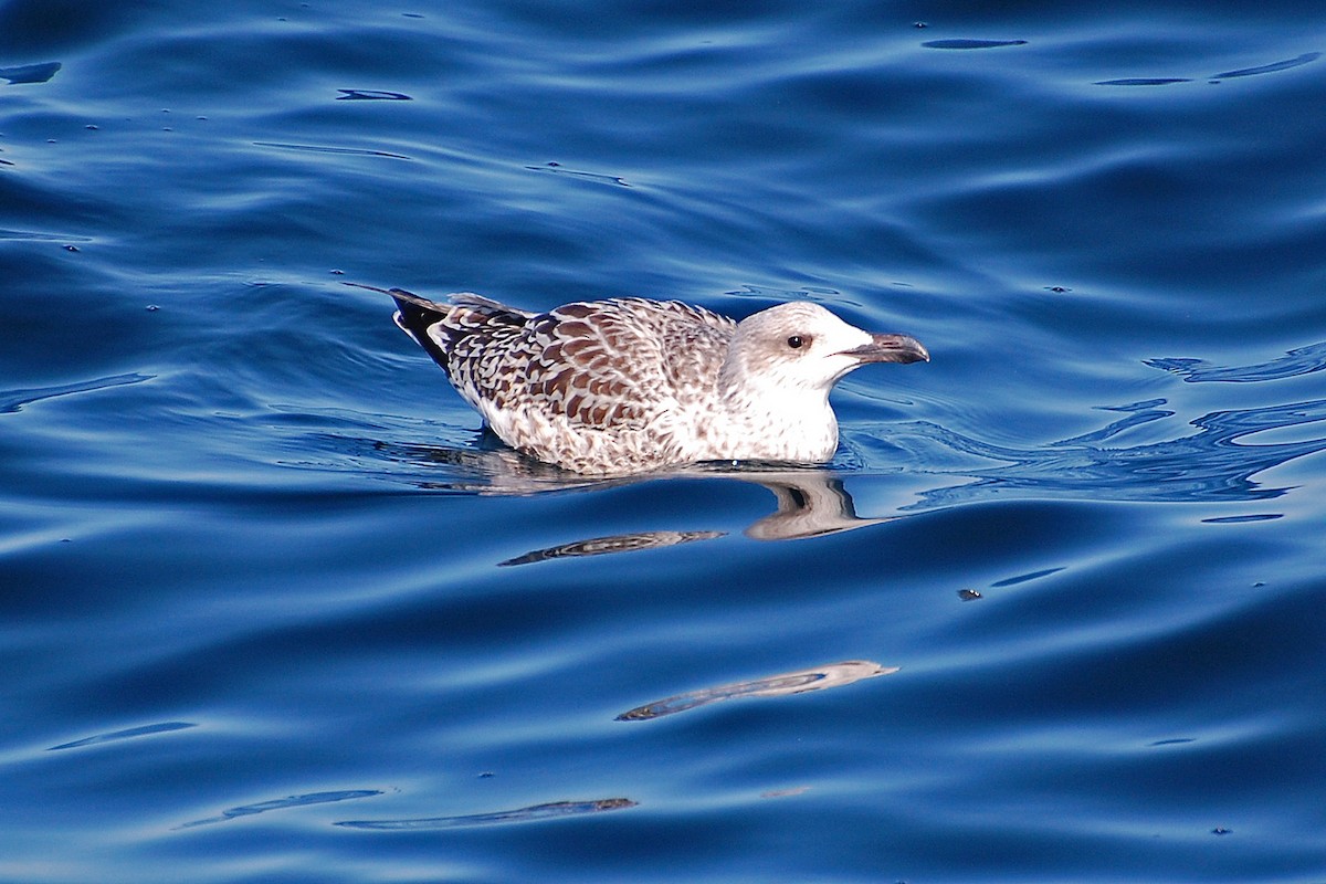 eBird Checklist - 30 Aug 2011 - Parker River NWR - 49 species