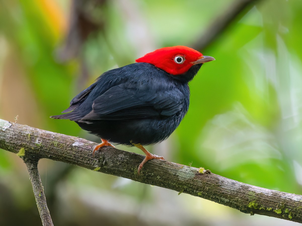Round-tailed Manakin - Ceratopipra chloromeros - Birds of the World