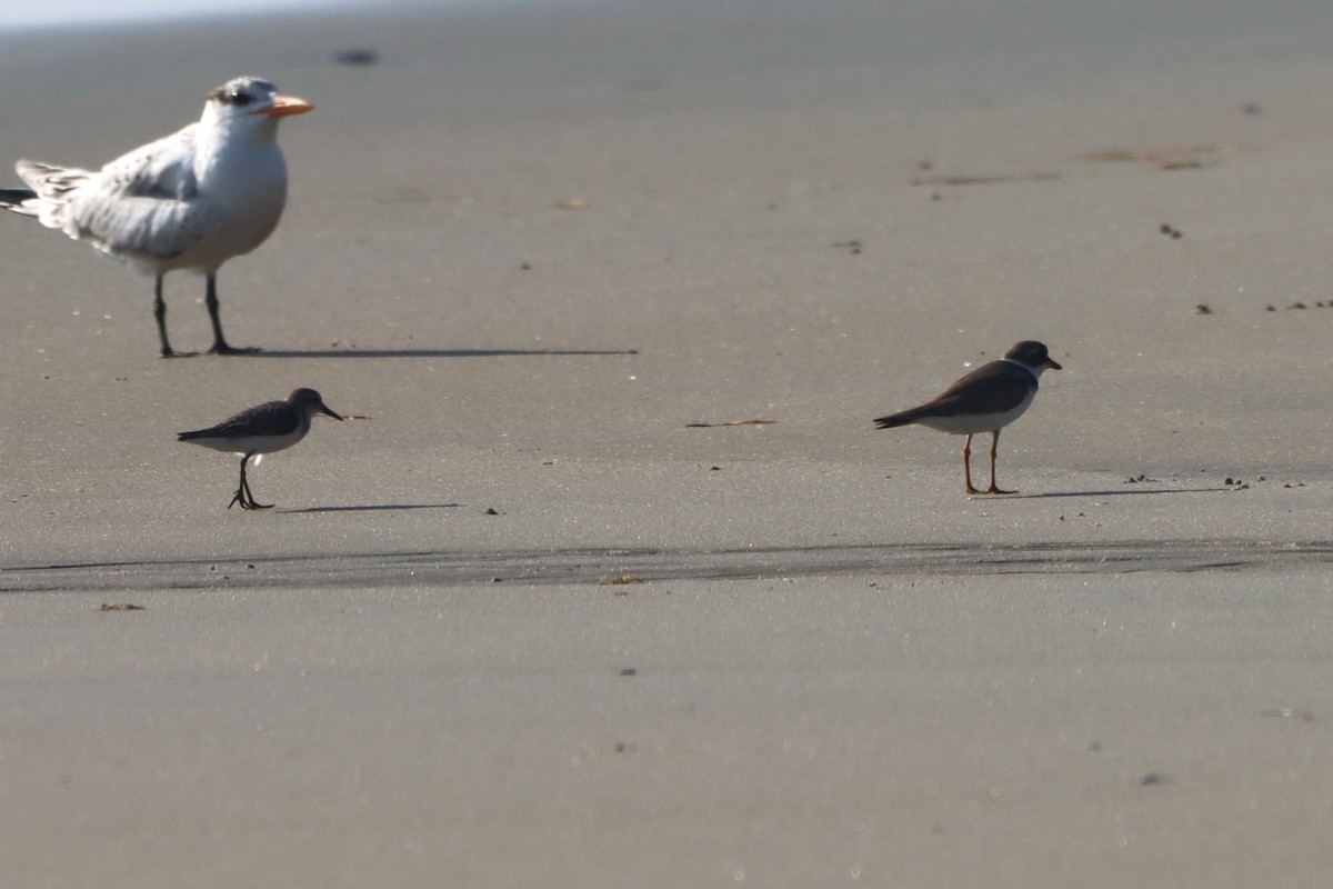 eBird Checklist - 18 Jul 2025 - **Back Bay NWR - 42 species (+2 other taxa)