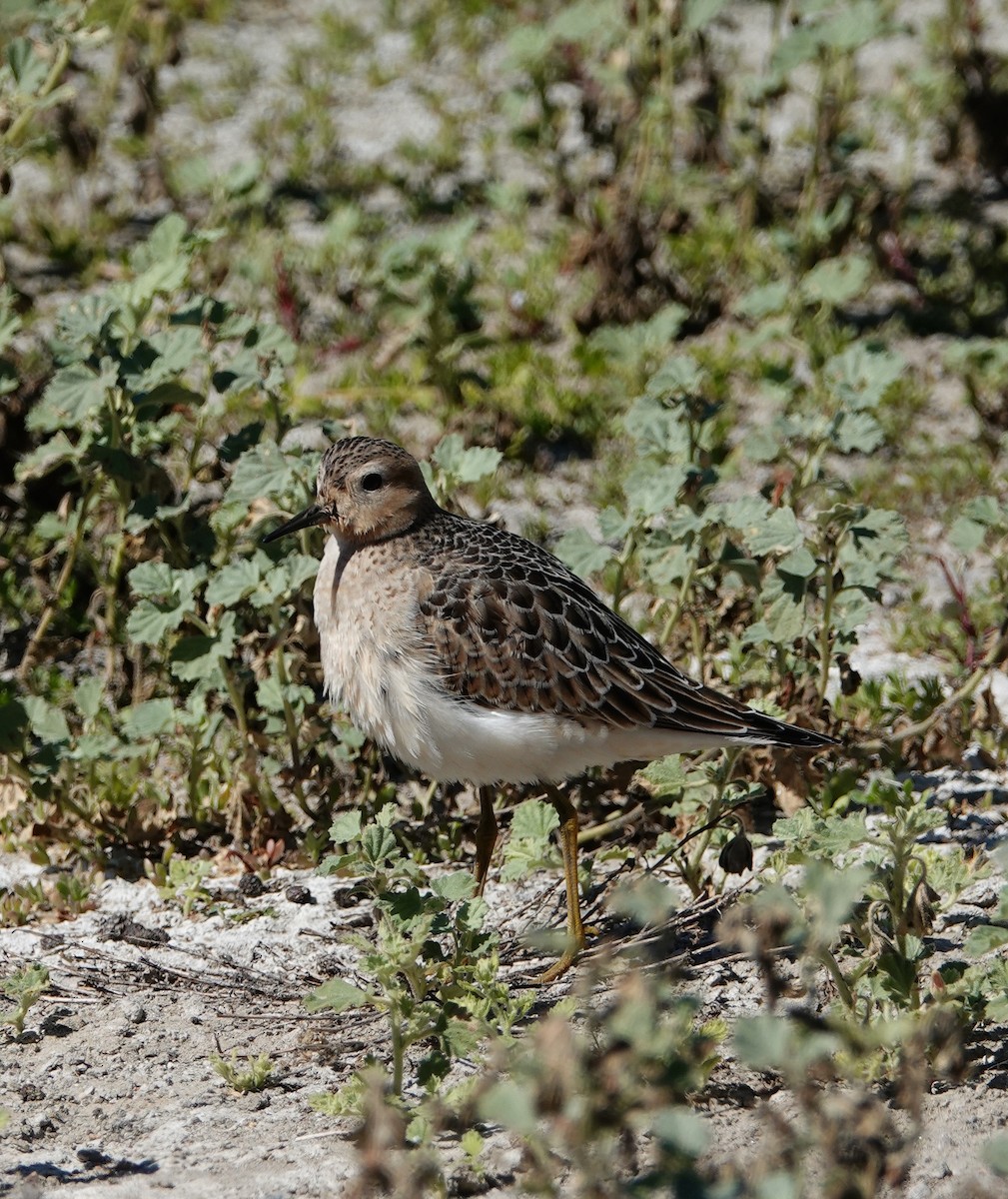 eBird Checklist - 14 Sep 2018 - IRWD San Joaquin Marsh & Wildlife ...