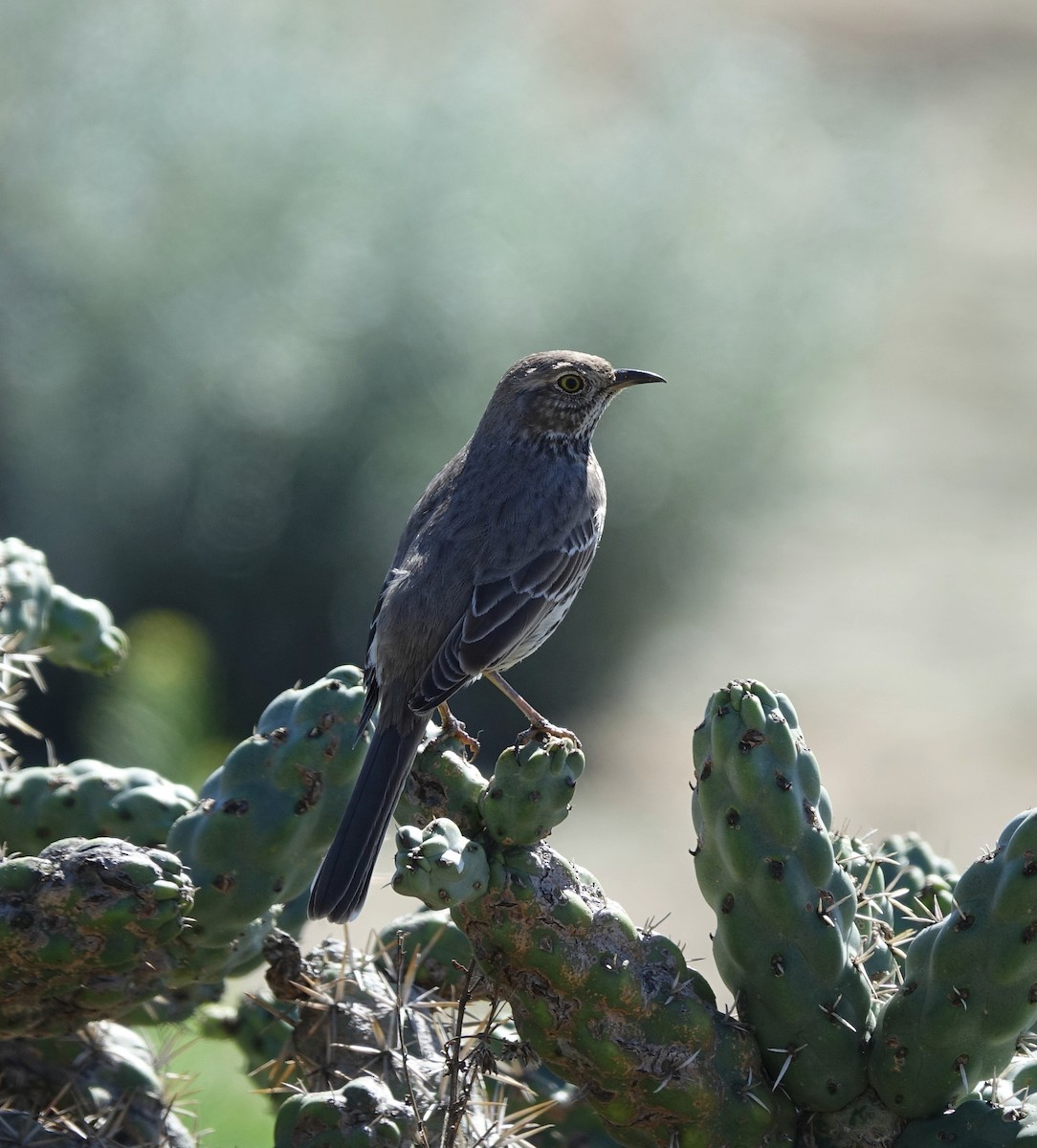 eBird Checklist - 18 Feb 2018 - Bolsa Chica--Brightwater area - 1 species
