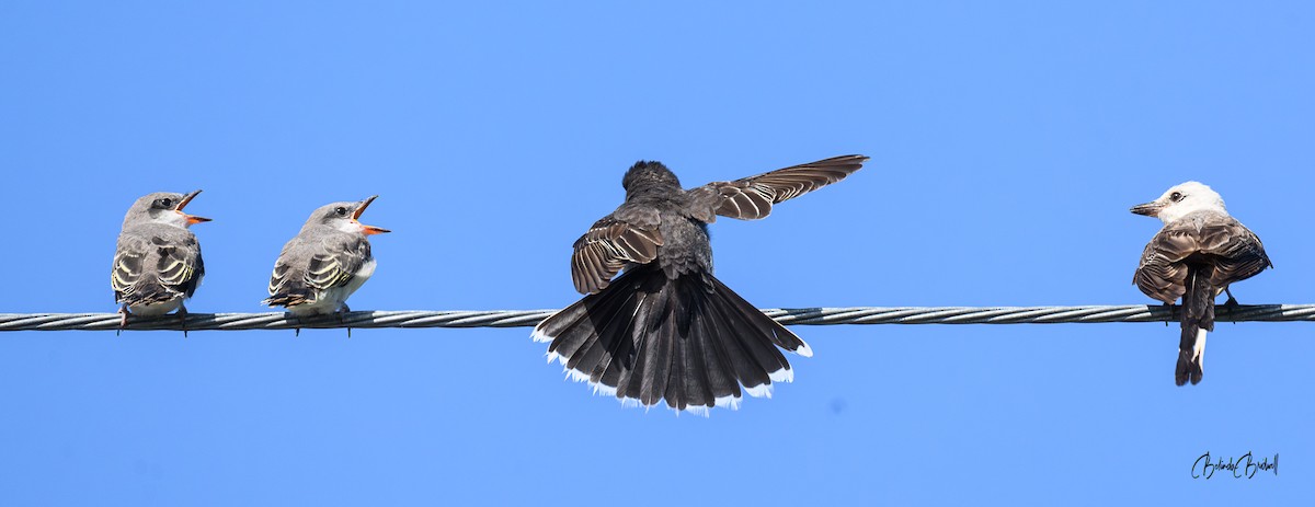 eBird Checklist - 13 Jul 2025 - stakeout Scissor-tailed Flycatcher location (2024) - 2 species