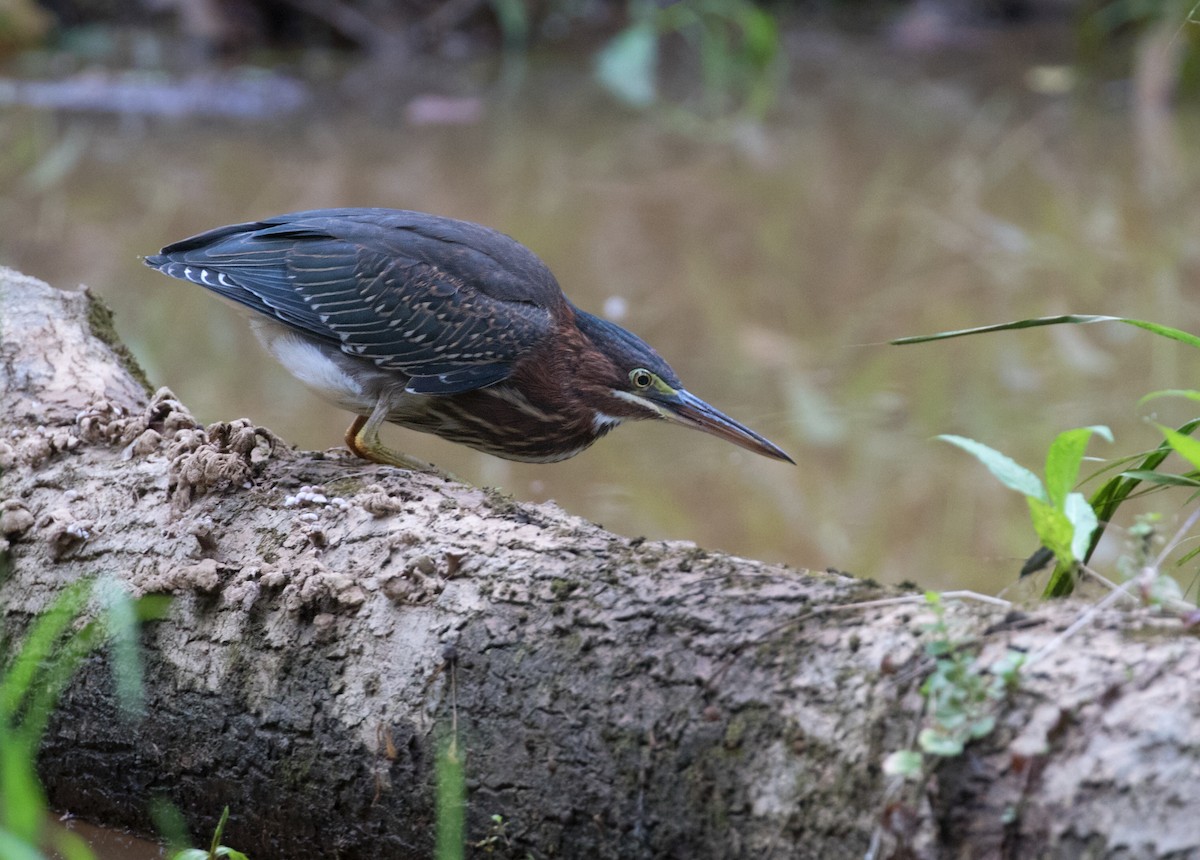 eBird Checklist - 18 Jul 2025 - Swan Harbor Farm Park - 31 species