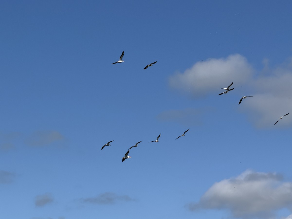 eBird Checklist - 18 Jul 2025 - Old Marsh Rd, East side - 22 species