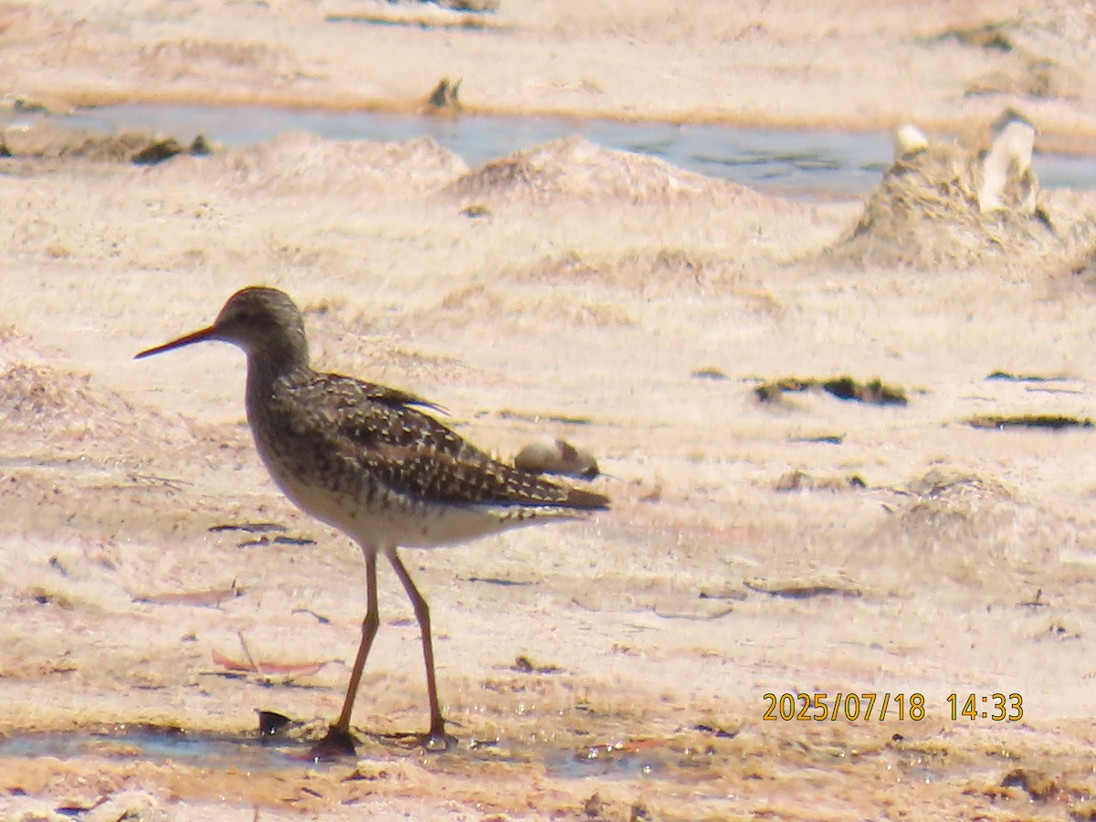 eBird Checklist - 18 Jul 2025 - Rolle Town Pond - 9 species