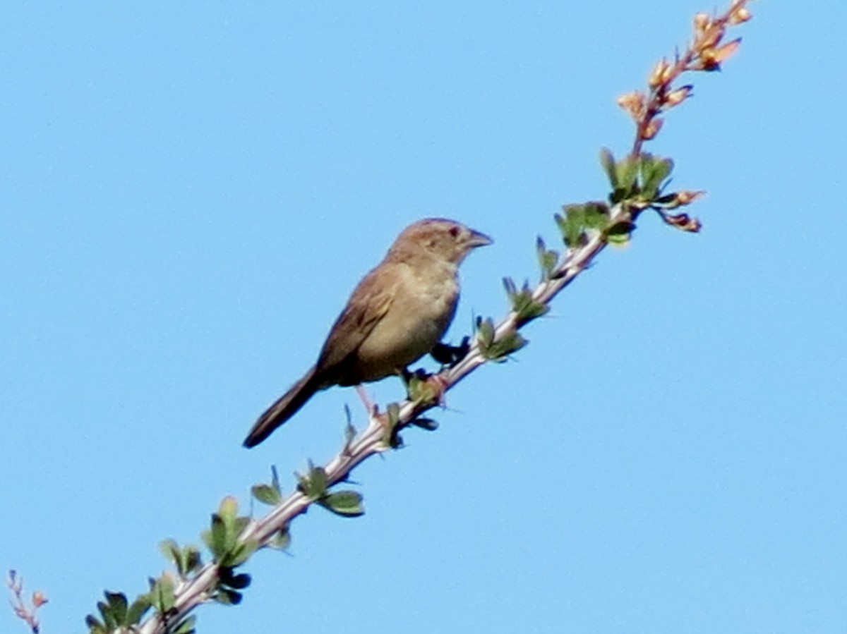 eBird Checklist - 23 Aug 2014 - Grasslands between Proctor Rd and ...