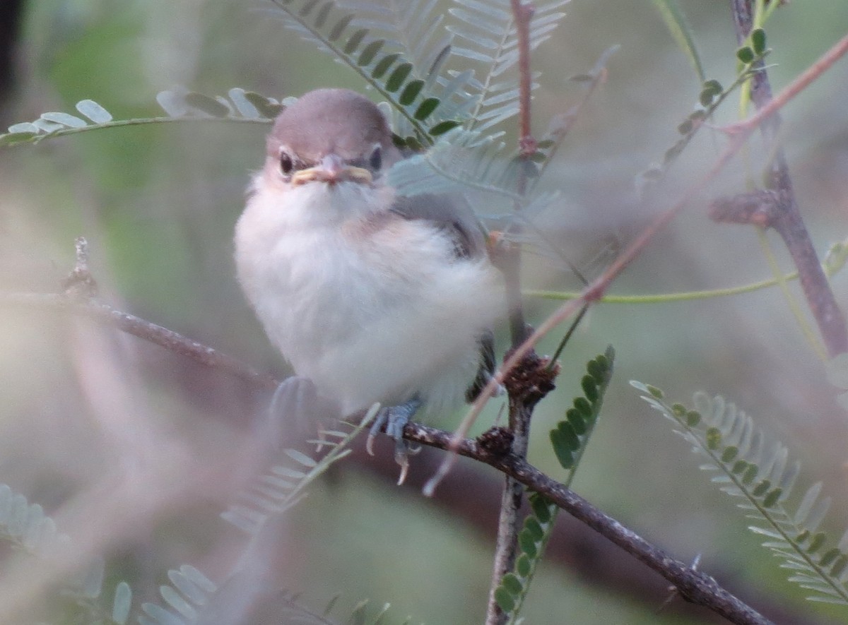 eBird Checklist - 23 Aug 2014 - Madera Canyon--Proctor Rd. - 2 species