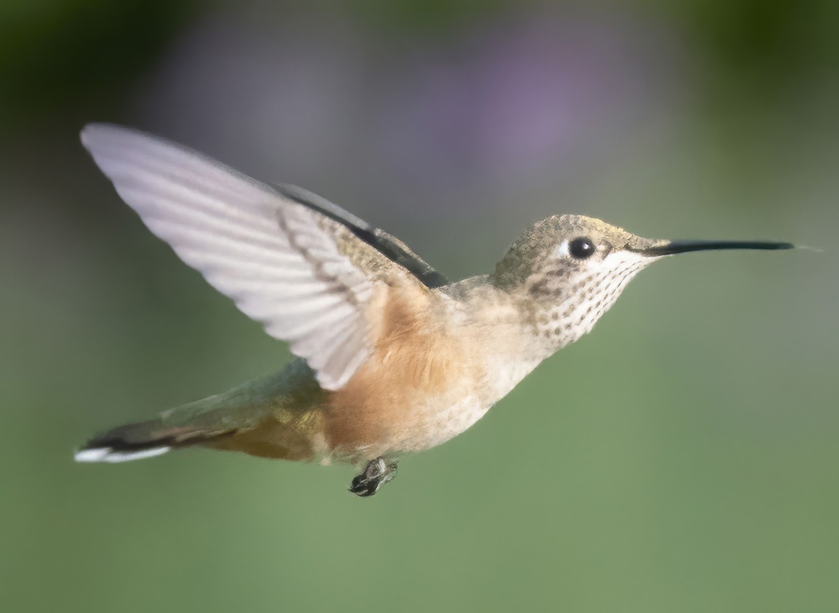 eBird Checklist - 19 Jul 2025 - Waneka Lake/Greenlee Preserve - 28 species