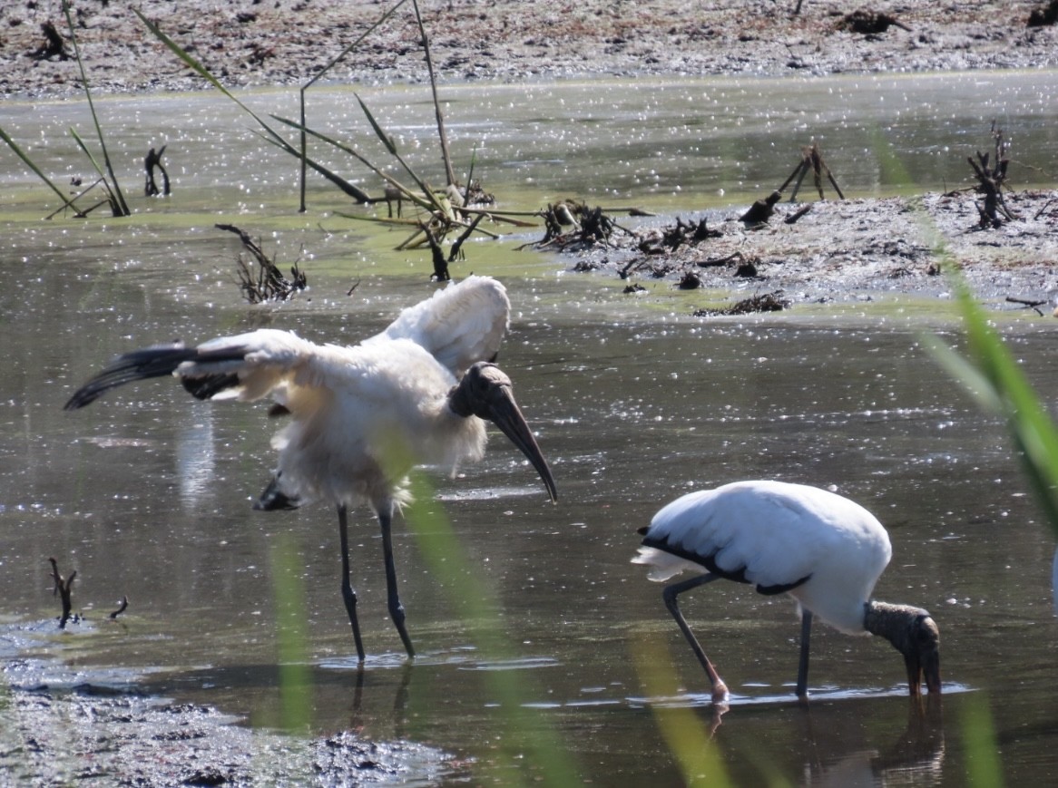 eBird Checklist - 19 Jul 2025 - Silver Bluff Audubon-Kathwood Ponds - 37 species
