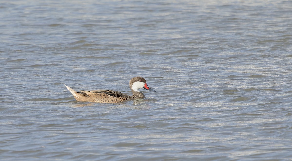 eBird Checklist - 14 Jul 2025 - Marriott's Salina - 23 species