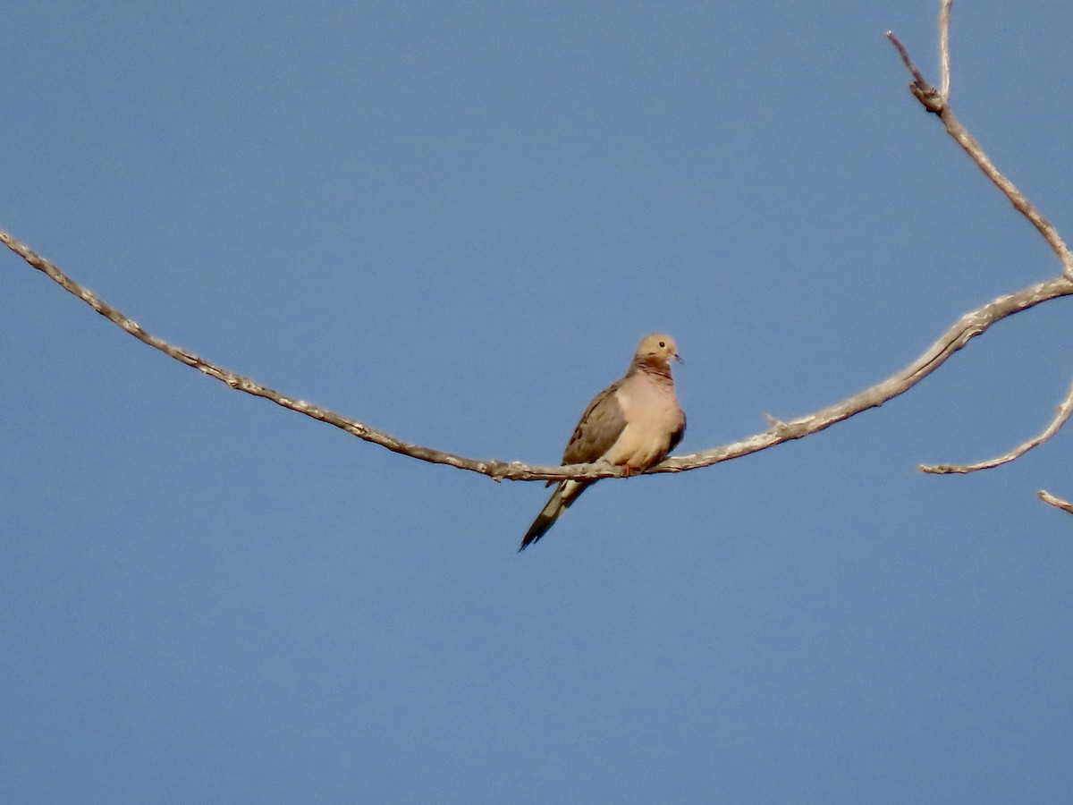 eBird Checklist - 19 Jul 2025 - Kane Ranch Open Space - 28 species