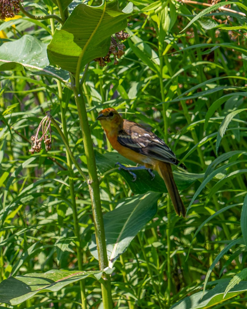 eBird Checklist - 6 Jul 2025 - Worthington Hills, Columbus - 1 species