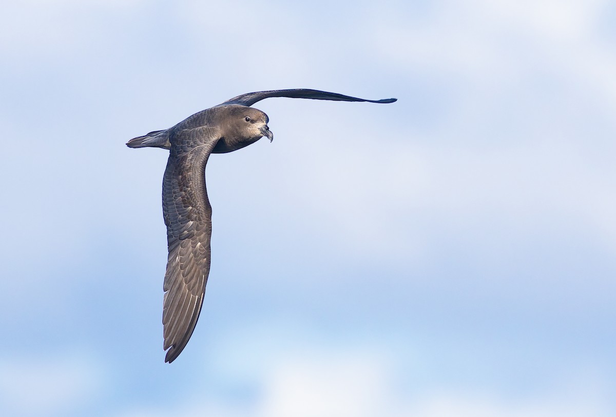 eBird Checklist - 19 Jul 2025 - AU (-27.923, 153.613) - 3 species