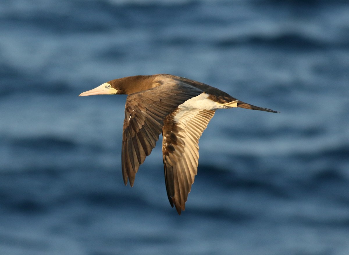 eBird Checklist - 18 Jul 2025 - PC2502 BRBO - 4 species