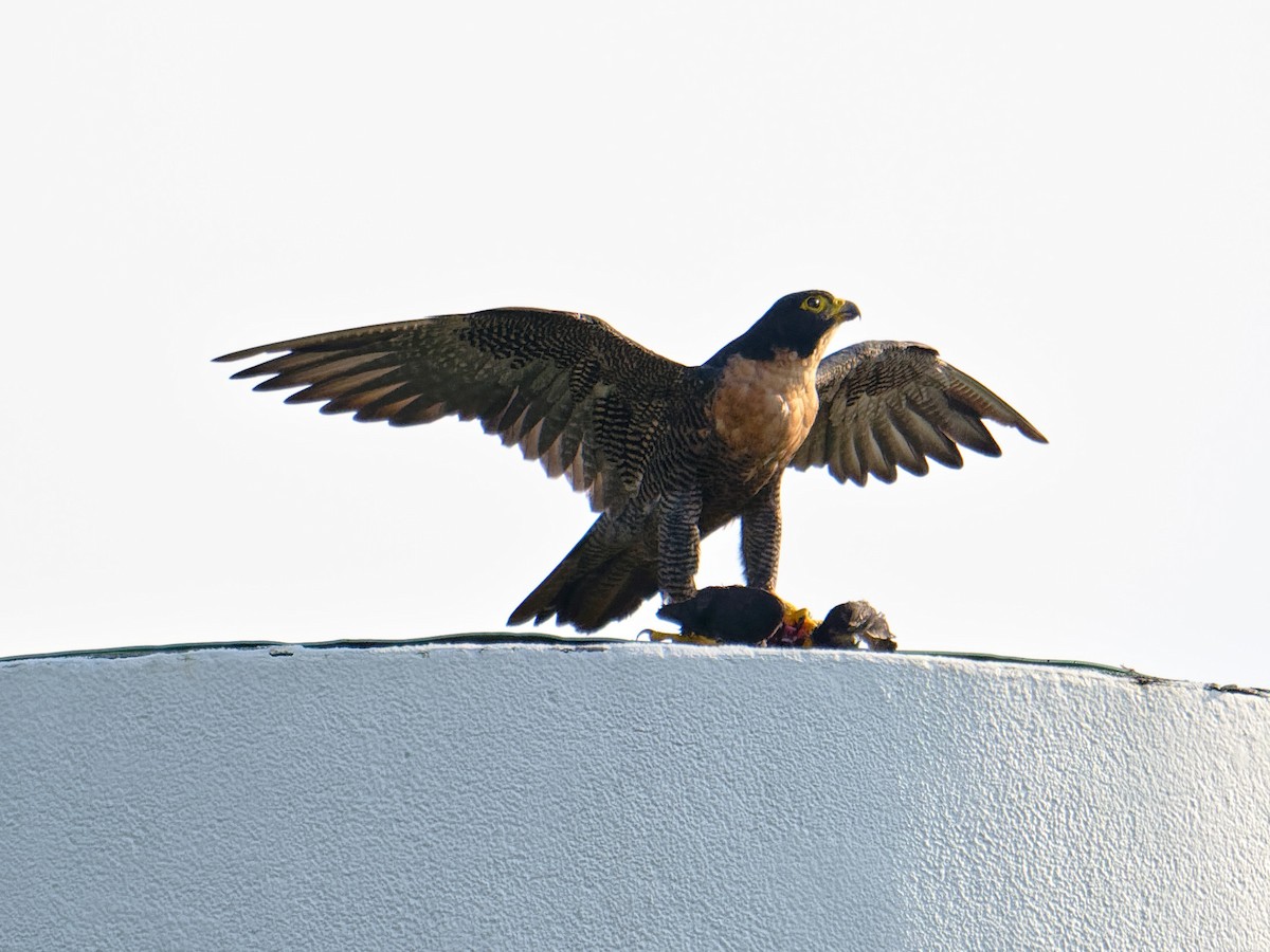 ML639137565 - Peregrine Falcon (Indo-Pacific) - Macaulay Library