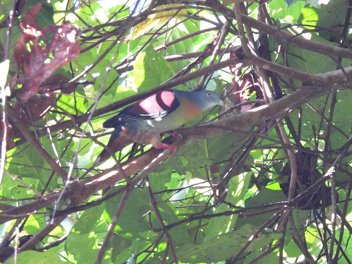 eBird Checklist - 19 Jul 2025 - Jalan Bukit Rengit, Lanchang, Pahang ...