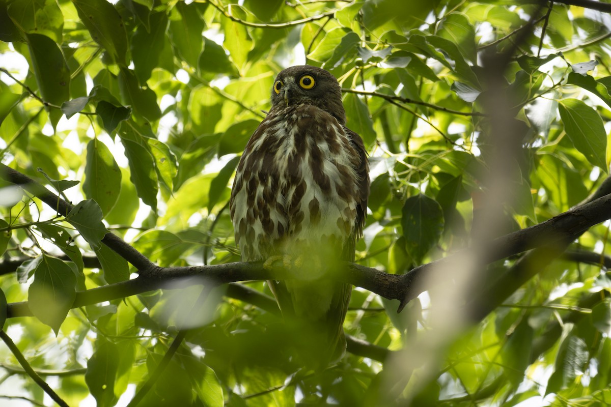 eBird Checklist - 19 Jul 2025 - 滨江森林公园 (Binjiang Forest Park) - 1 species