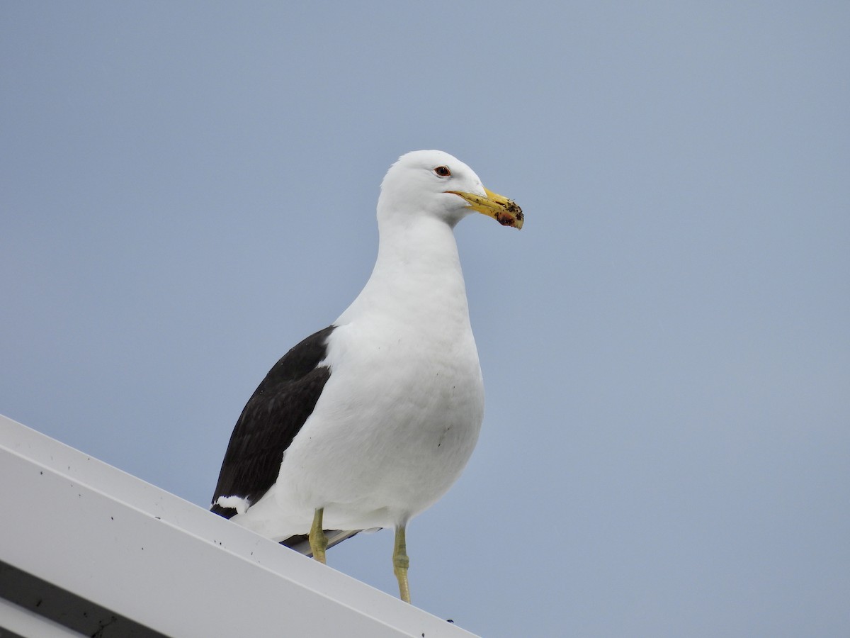 eBird Checklist - 4 Jul 2025 - stakeout Kelp Gull, Milwaukee (2025) - 10 species