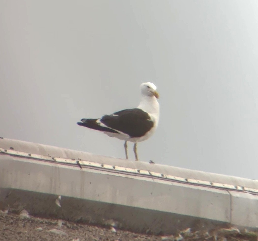eBird Checklist - 20 Jul 2025 - stakeout Kelp Gull, Milwaukee (2025) - 2 species