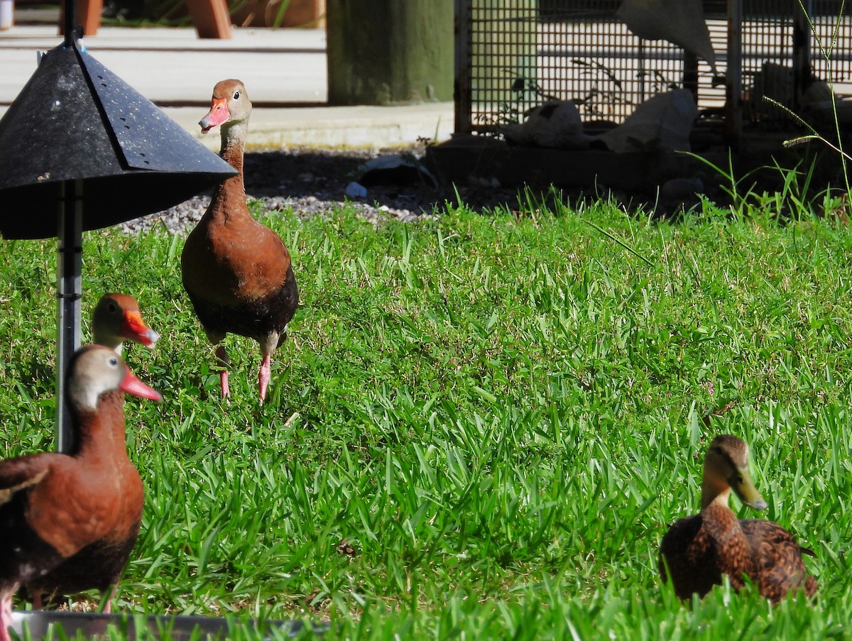 eBird Checklist - 19 Jul 2025 - Dauphin Island--Shell Mound Park - 16 ...