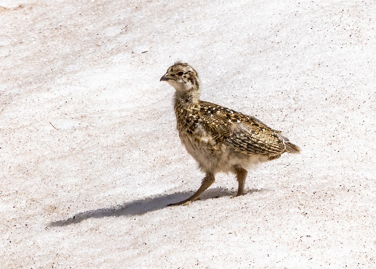 eBird Checklist - 19 Jul 2025 - Mountain View Crest Trail--from 2WD ...