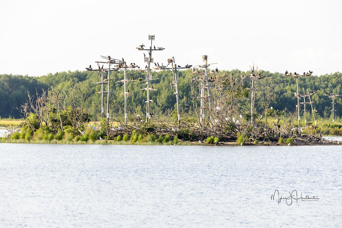 ML639163878 - Habitat: Rookery little birch flowage - Macaulay Library