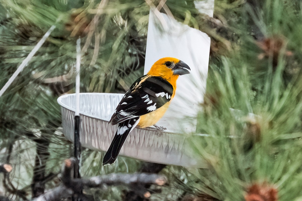 eBird Checklist - 13 Jul 2025 - stakeout Yellow Grosbeak (2025) - 22 ...