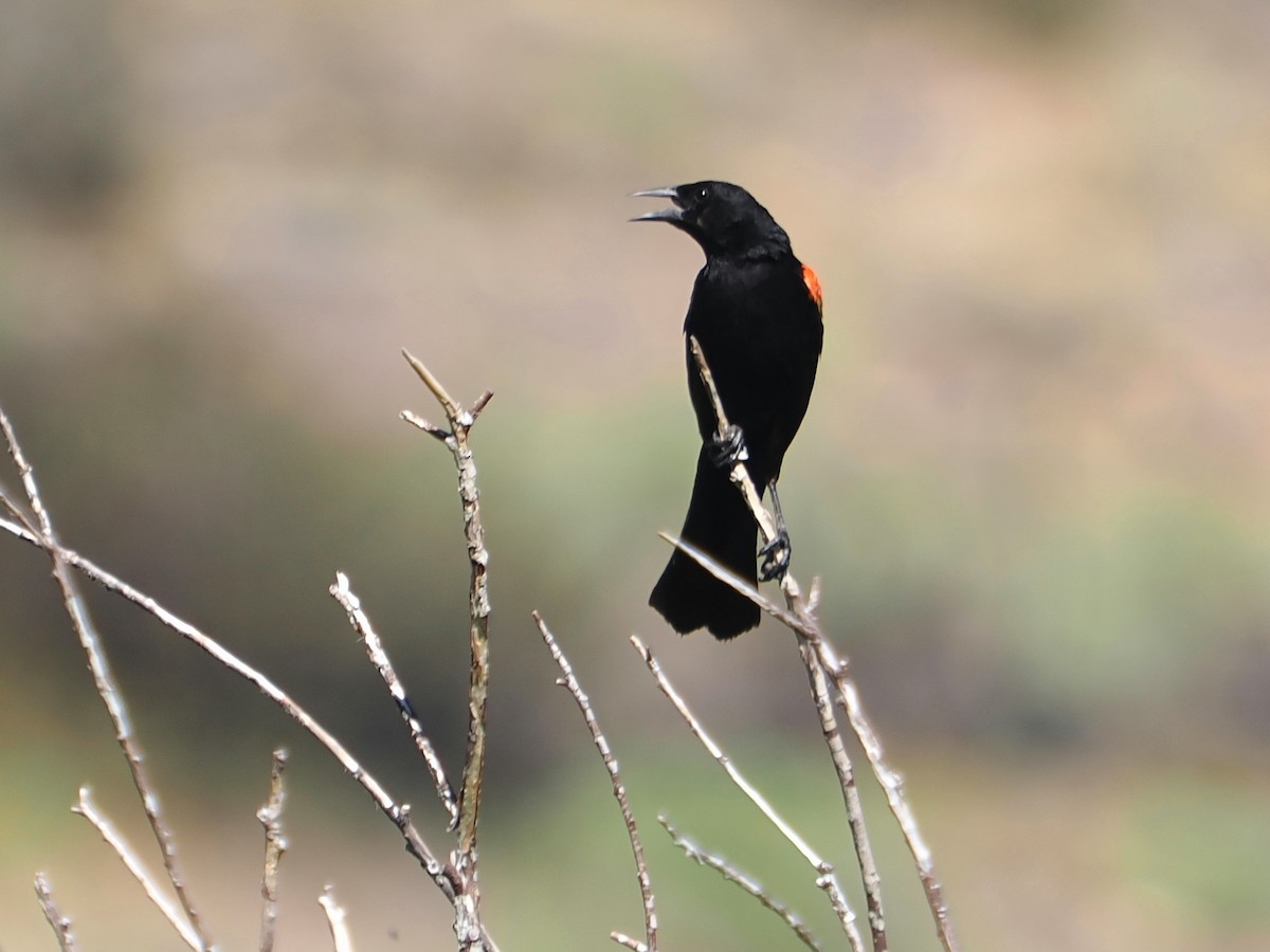 eBird Checklist - 11 Jul 2025 - Pine Creek at Kennedy Meadows Rd (J41 ...