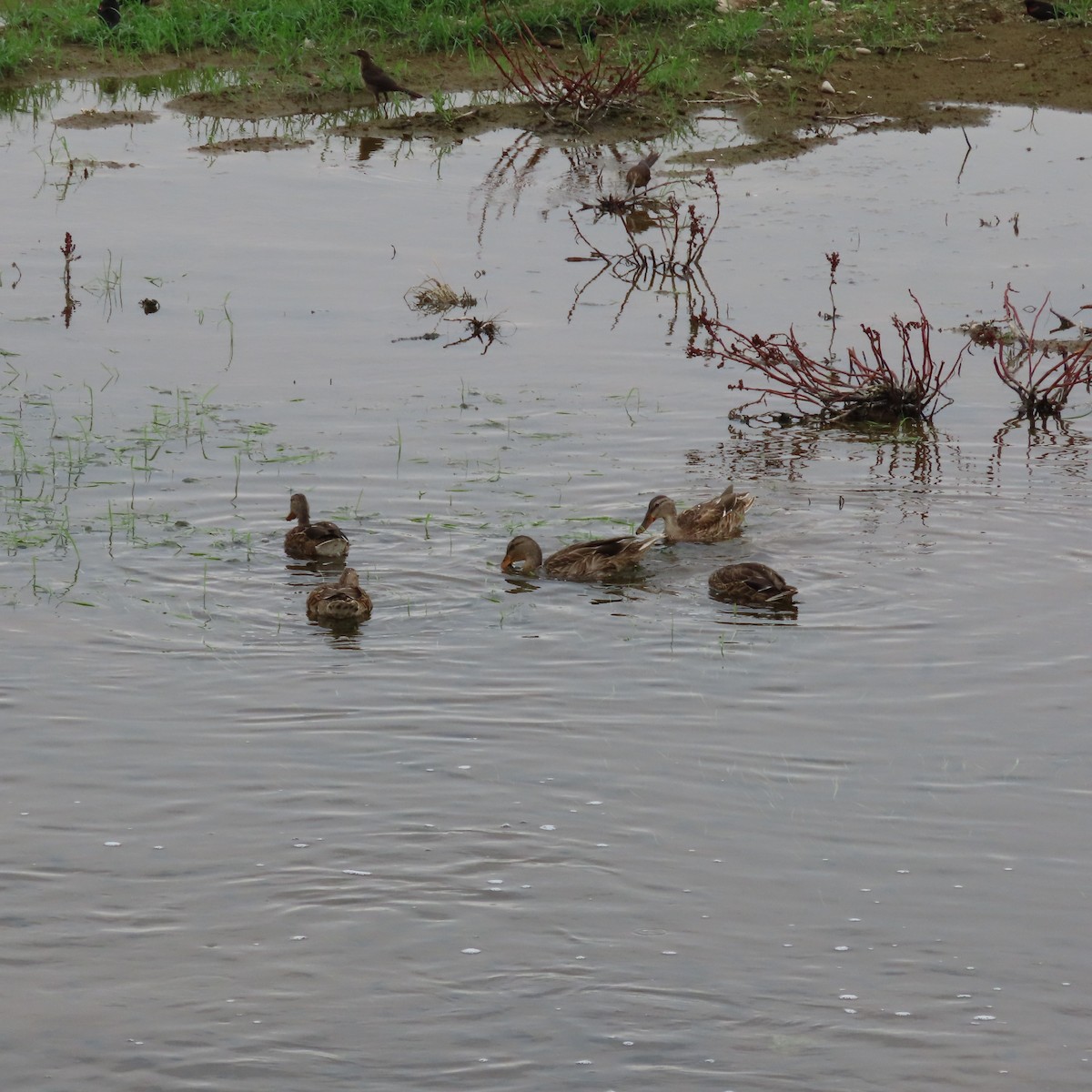 eBird Checklist - 20 Jul 2025 - Glendale Recharge Ponds - 27 species