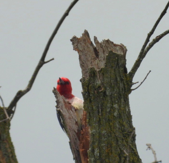 eBird Checklist - 20 Jul 2025 - Sharon Mills Co. Park--north - 22 species