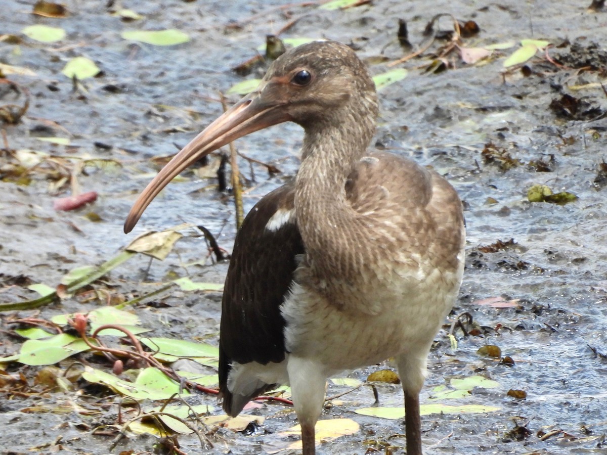 eBird Checklist - 20 Jul 2025 - Grafton Lakes SP--Dunham Reservoir - 11 ...