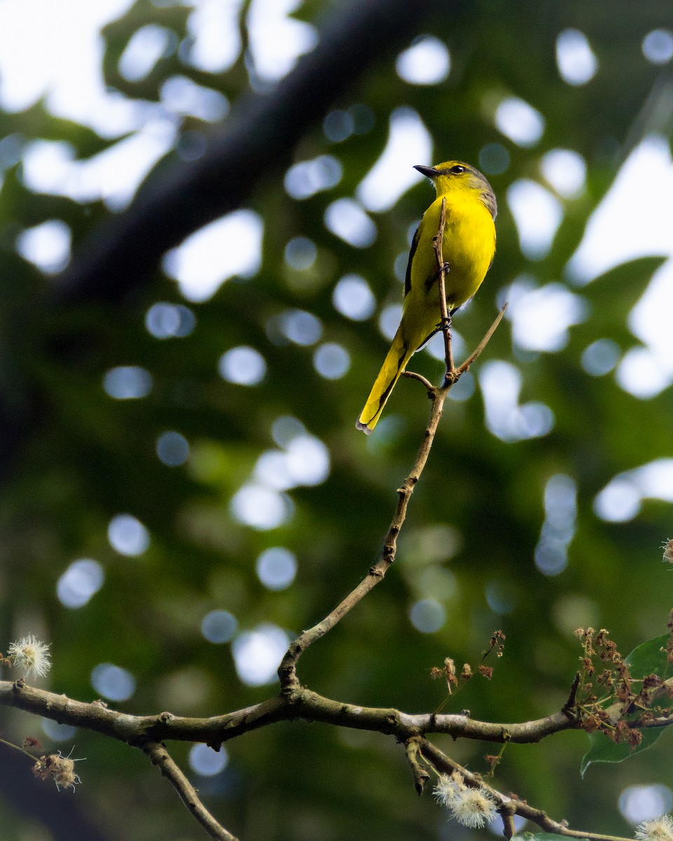 eBird Checklist - 18 Jul 2025 - Carita Forest Reserve - 14 species